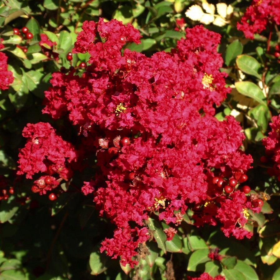 Lagerstroemia Red Imperator doniczka 0,5L